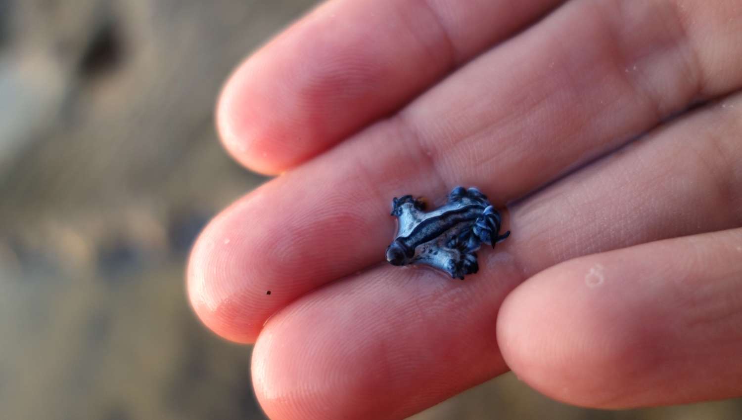 Le dragon bleu des mers – Mer Aux Trésors