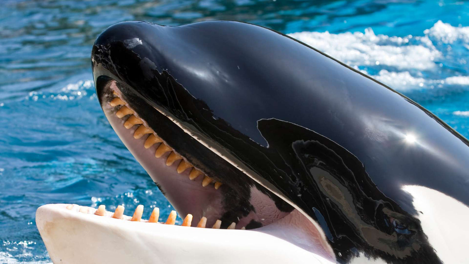 Names and surnames for an orca – Mer Aux Trésors